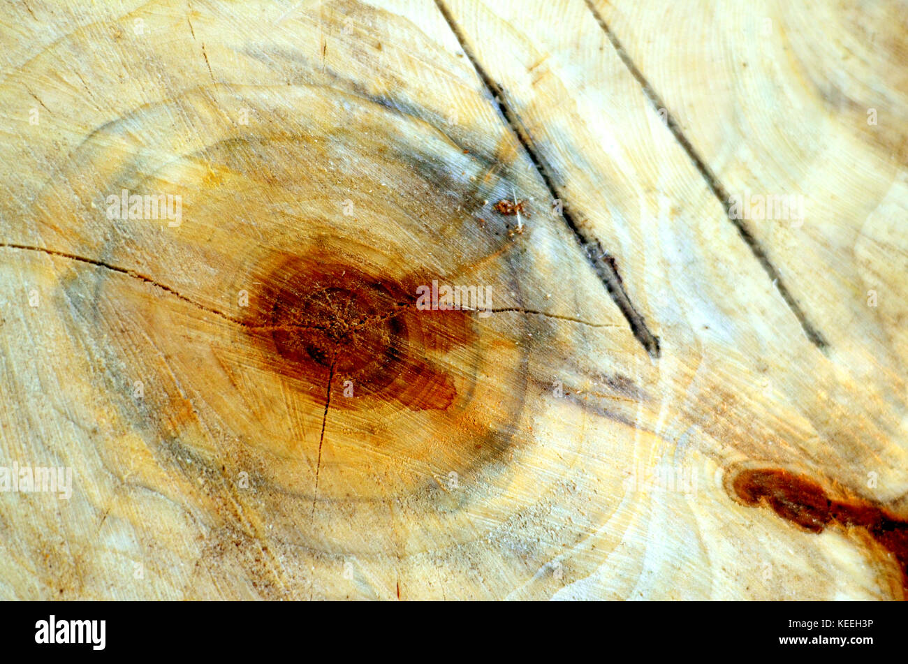 Picture of a Cross section of tree trunk Stock Photo - Alamy