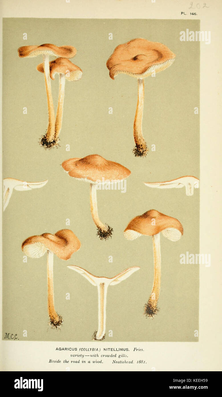 Illustrations of British Fungi (Hymenomycetes), to serve as an atlas to ...