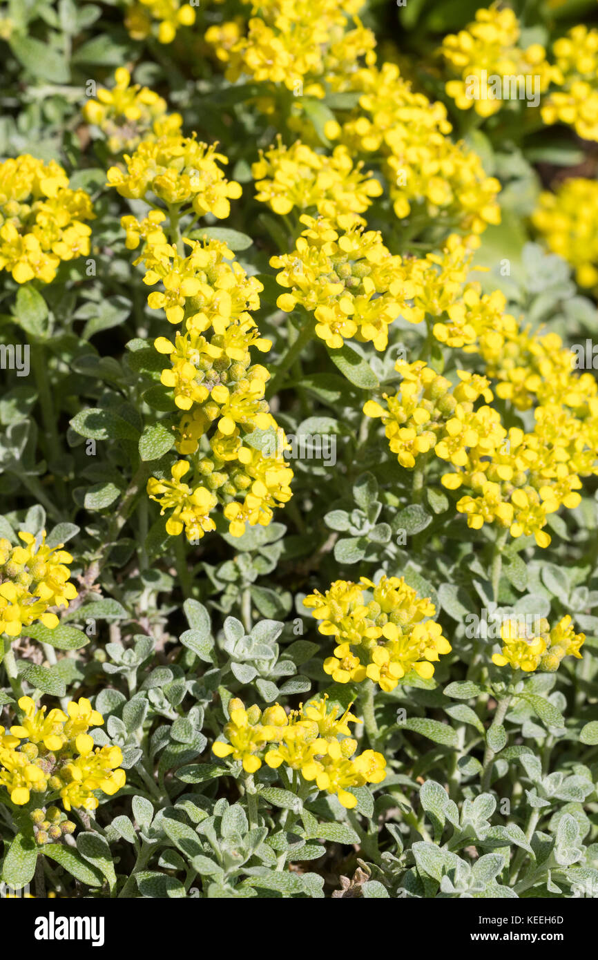 Alpen-Steinkraut, Alpensteinkraut, Alyssum alpestre, alpine madwort ...