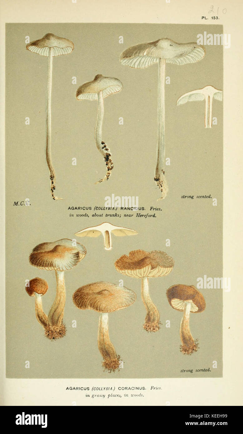 Illustrations of British Fungi (Hymenomycetes), to serve as an atlas to ...
