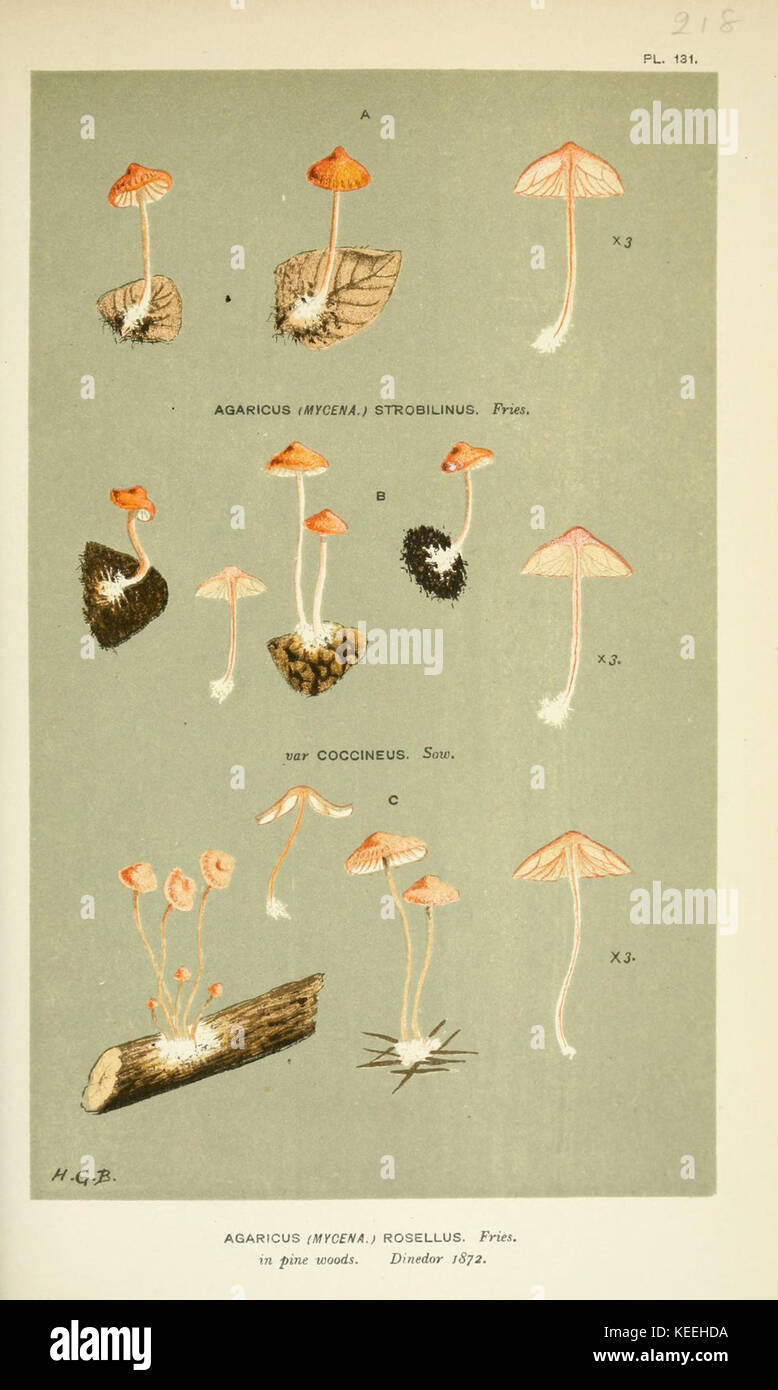 Illustrations of British Fungi (Hymenomycetes), to serve as an atlas to ...