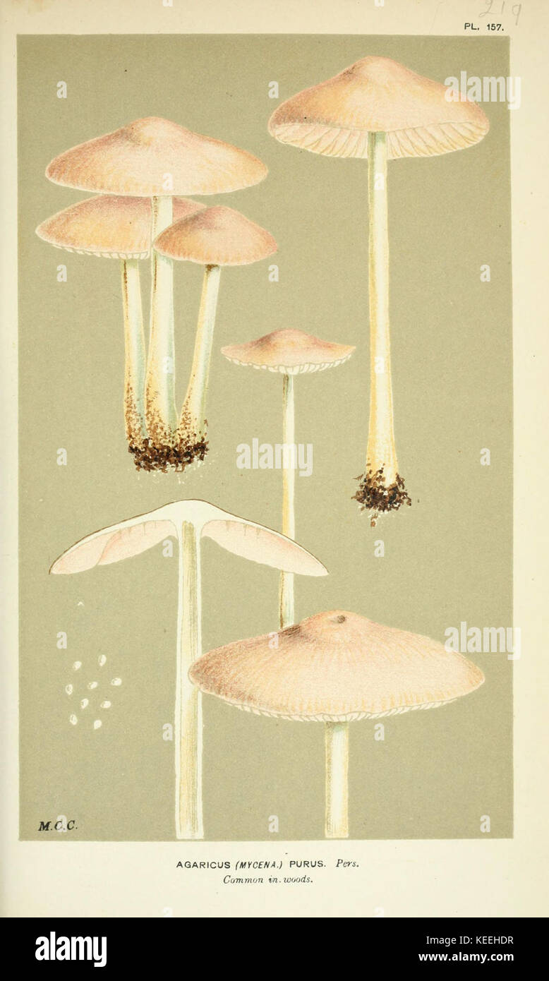 Illustrations of British Fungi (Hymenomycetes), to serve as an atlas to ...