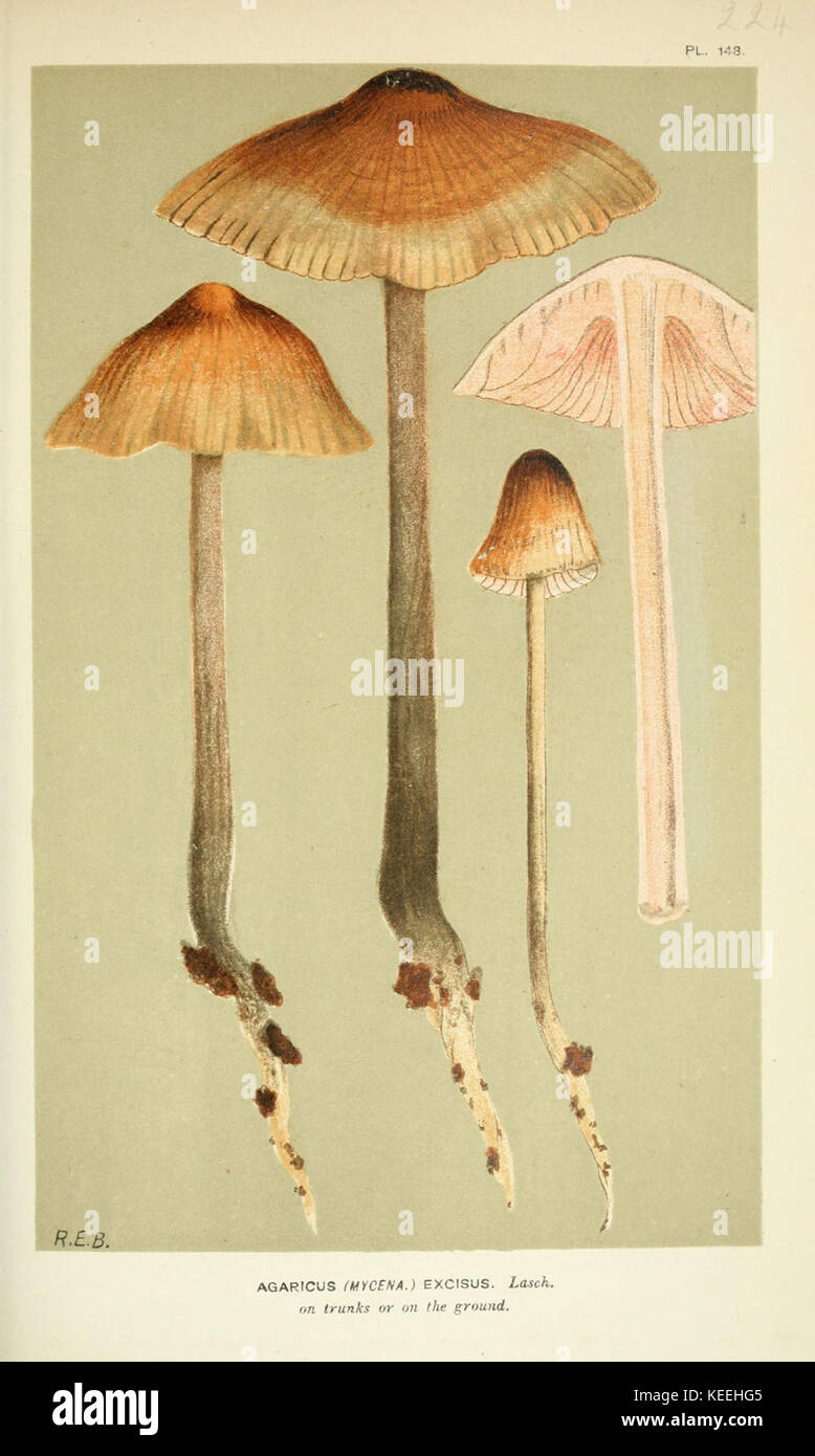 Illustrations of British Fungi (Hymenomycetes), to serve as an atlas to ...