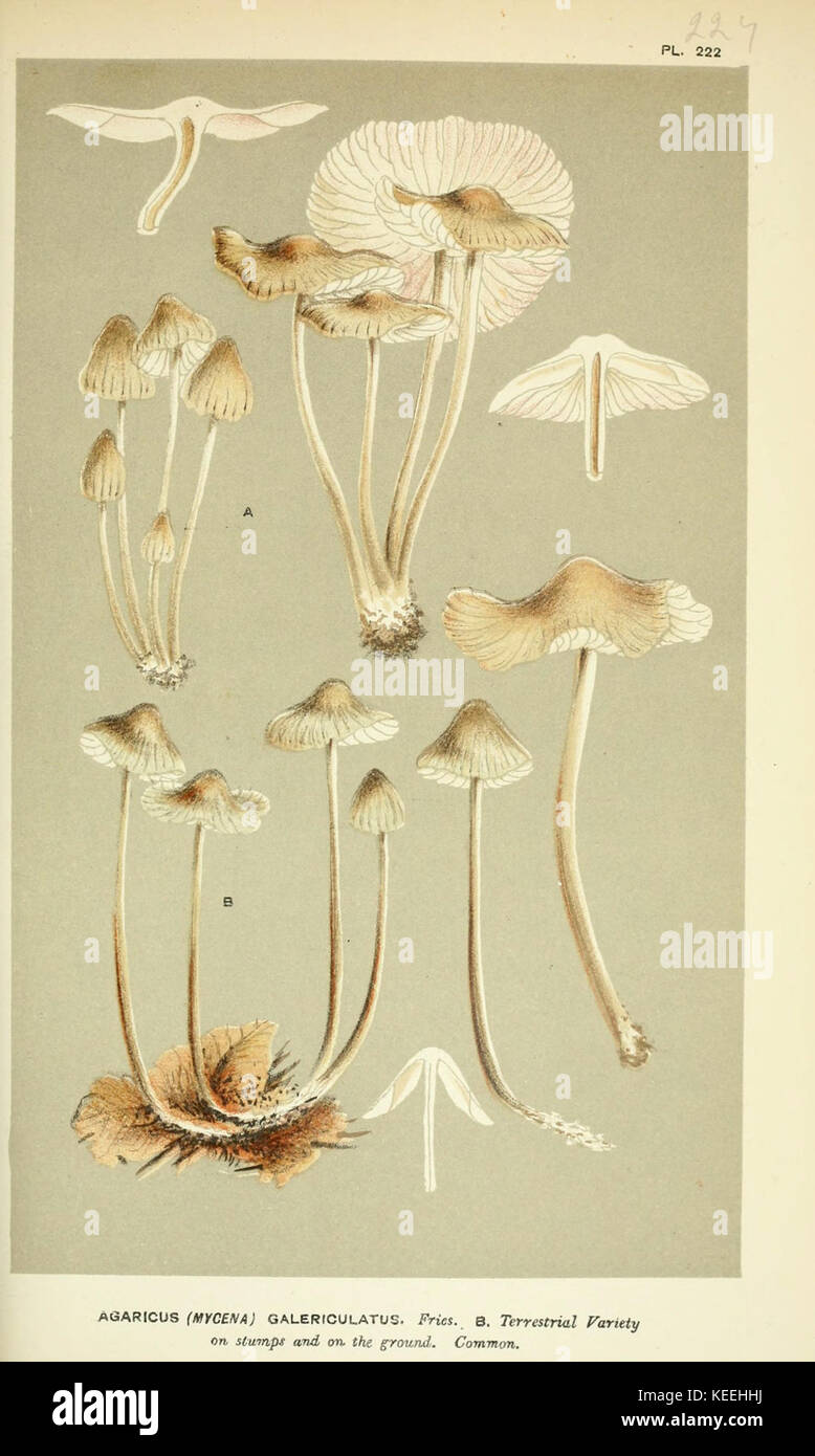 Illustrations of british fungi hymenomycetes hi-res stock photography ...