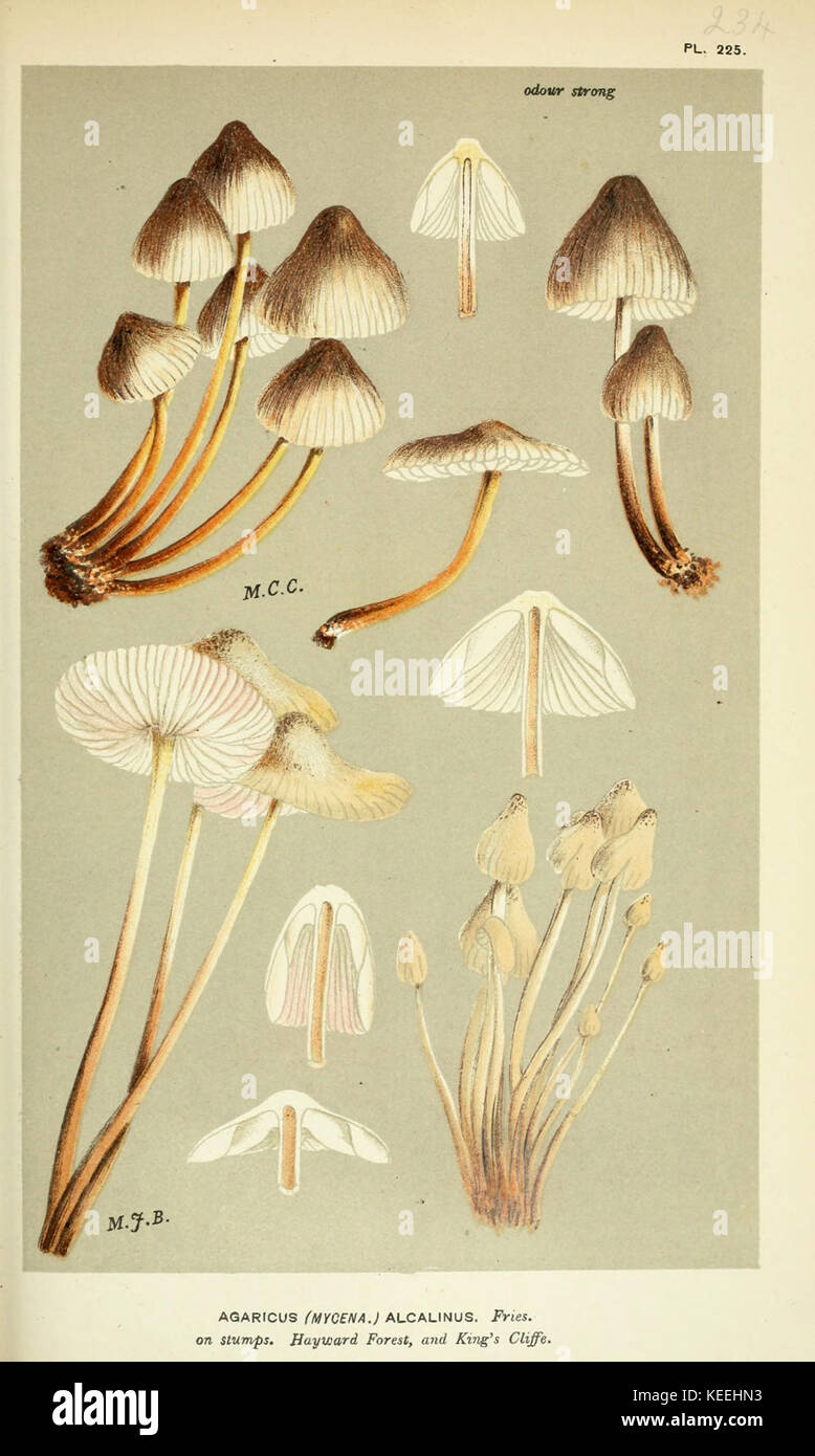 Illustrations of British Fungi (Hymenomycetes), to serve as an atlas to ...