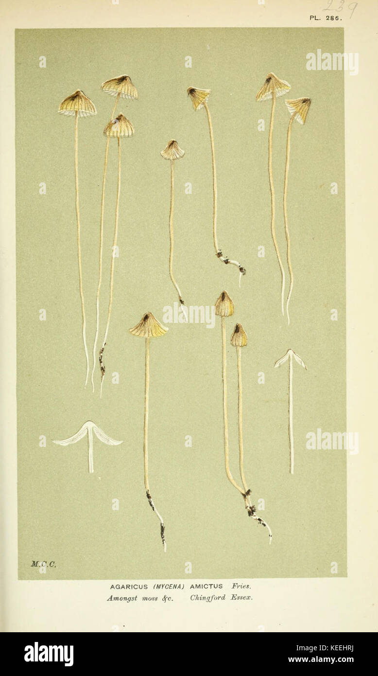 Illustrations of British Fungi (Hymenomycetes), to serve as an atlas to ...