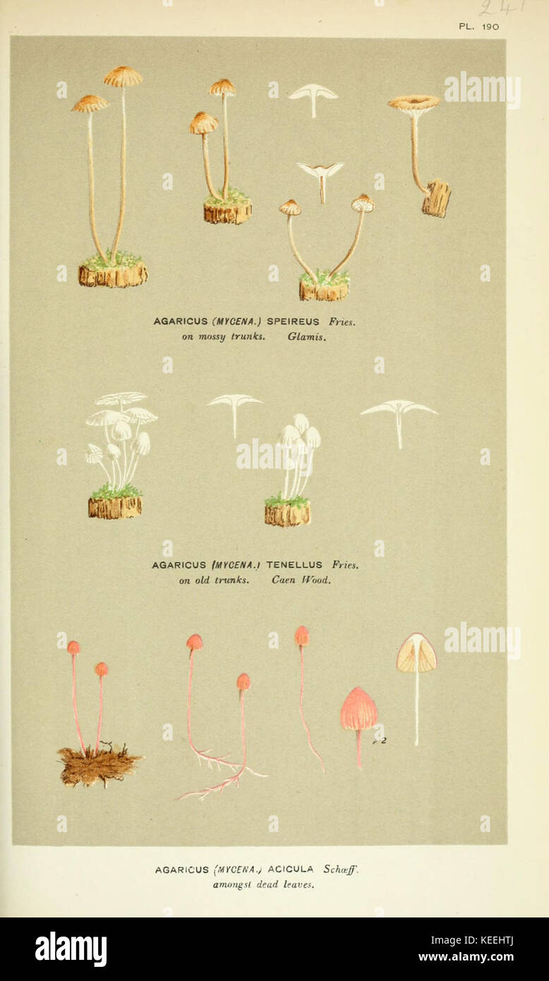 Illustrations of British Fungi (Hymenomycetes), to serve as an atlas to ...