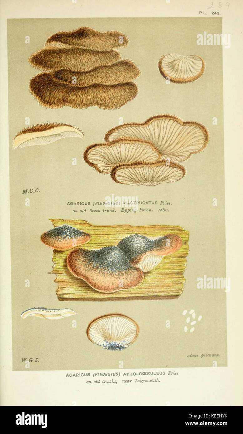 Illustrations of British Fungi (Hymenomycetes), to serve as an atlas to ...