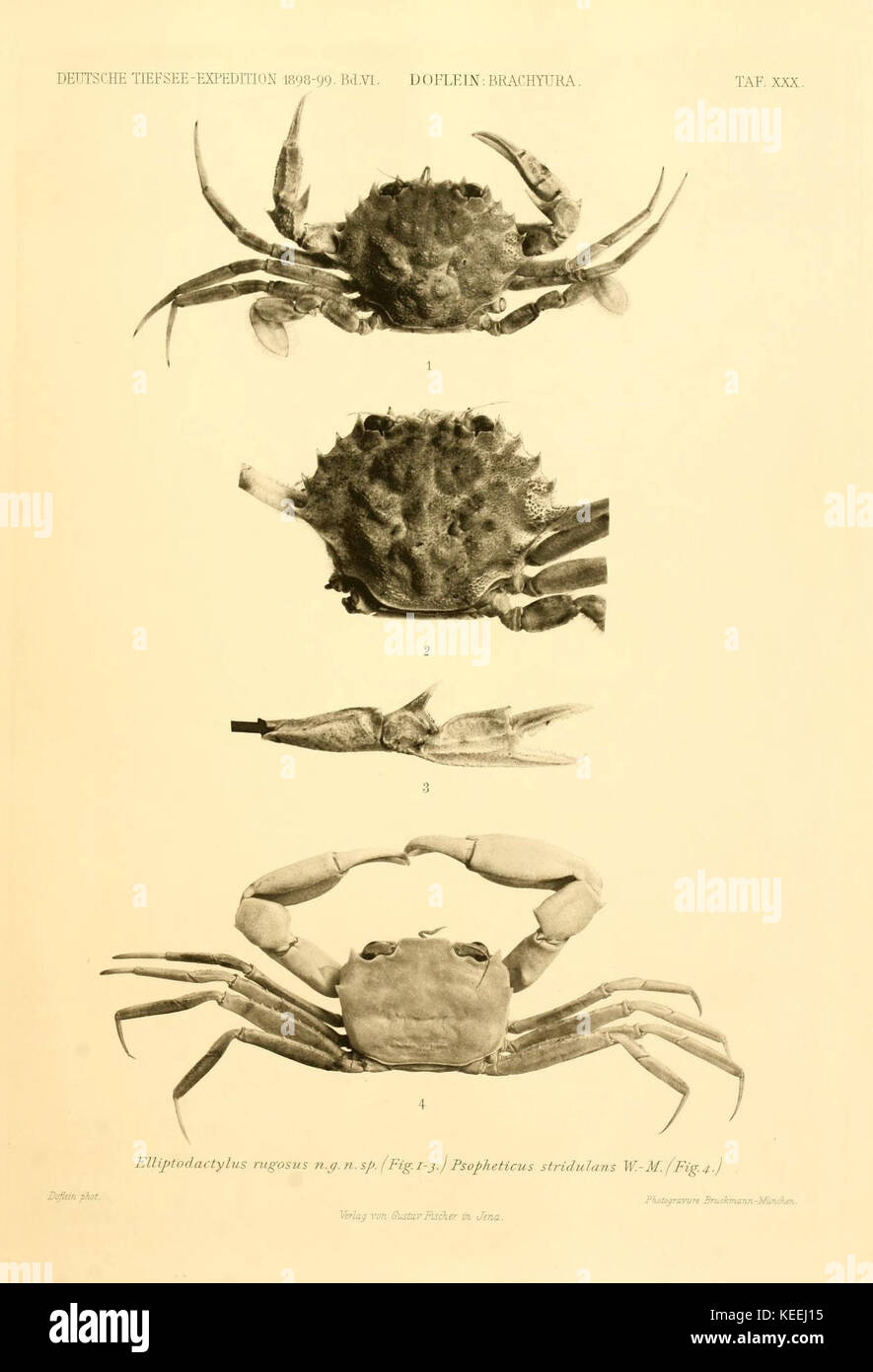 This scientific report discusses the findings from the German Deep Sea ...