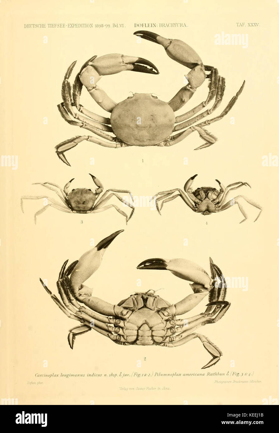 Results from the German deep-sea expedition on the ship Valdivia ...