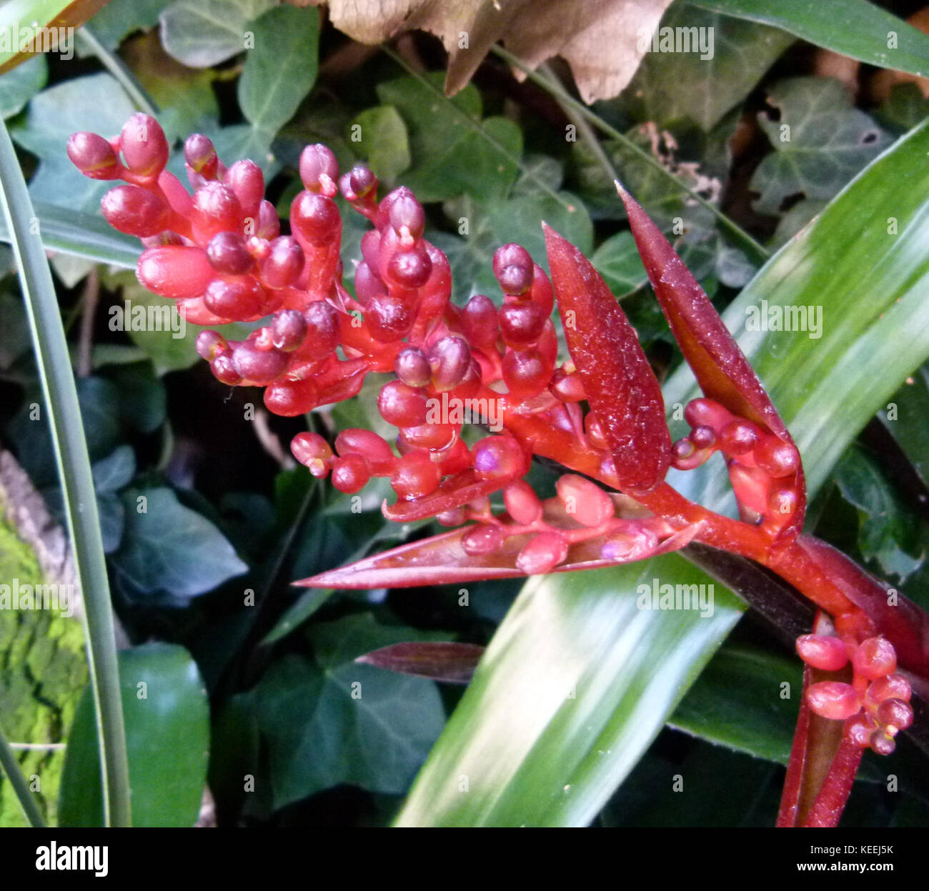 Aechmea x Red Wing Stock Photo - Alamy