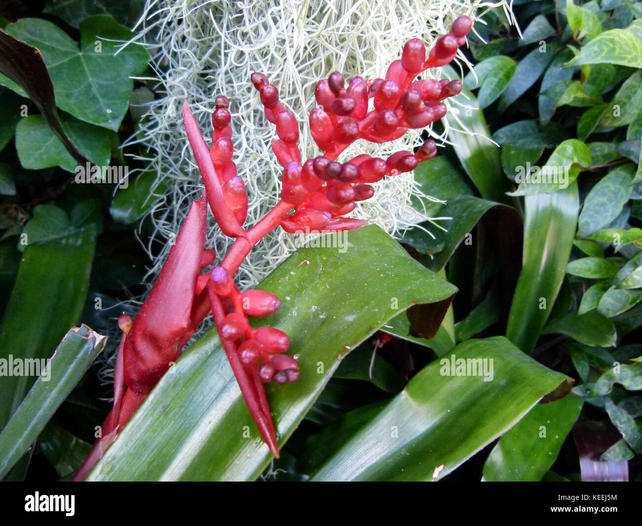 Aechmea x Red Wing 2 Stock Photo - Alamy