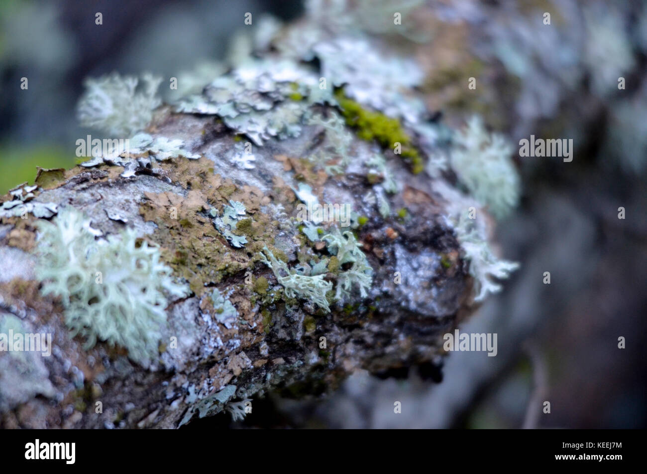 Picture of a Moss on a tree trunk. Natural background Stock Photo - Alamy