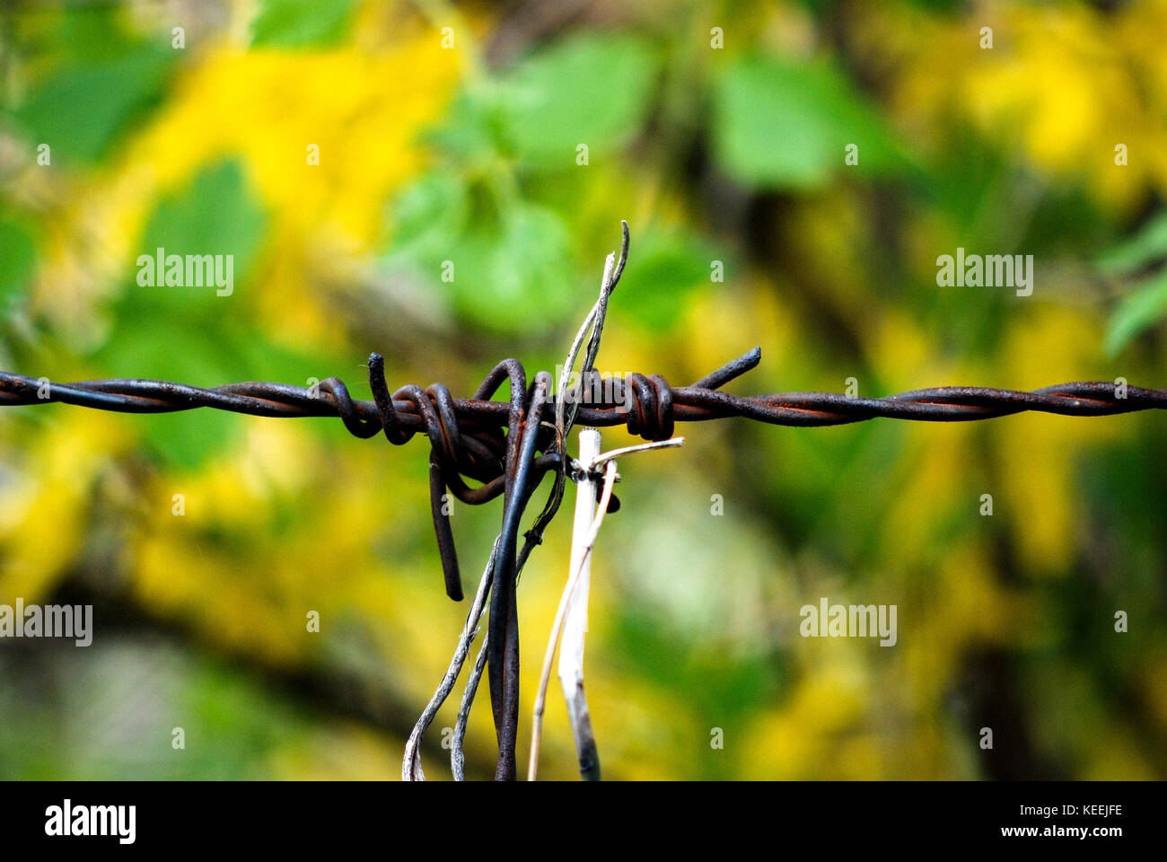 Barbed wire bloom hi-res stock photography and images - Alamy