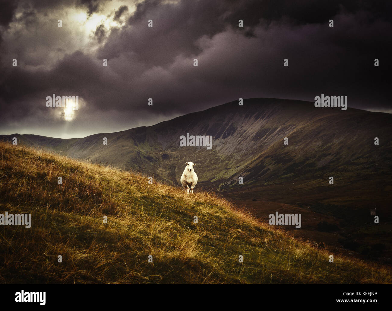 Sheep on snowdon mountain Stock Photo - Alamy