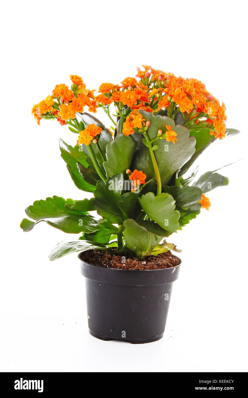 Little orange flowers of rubiaceae tree. Orange flower plant. Cluster ...