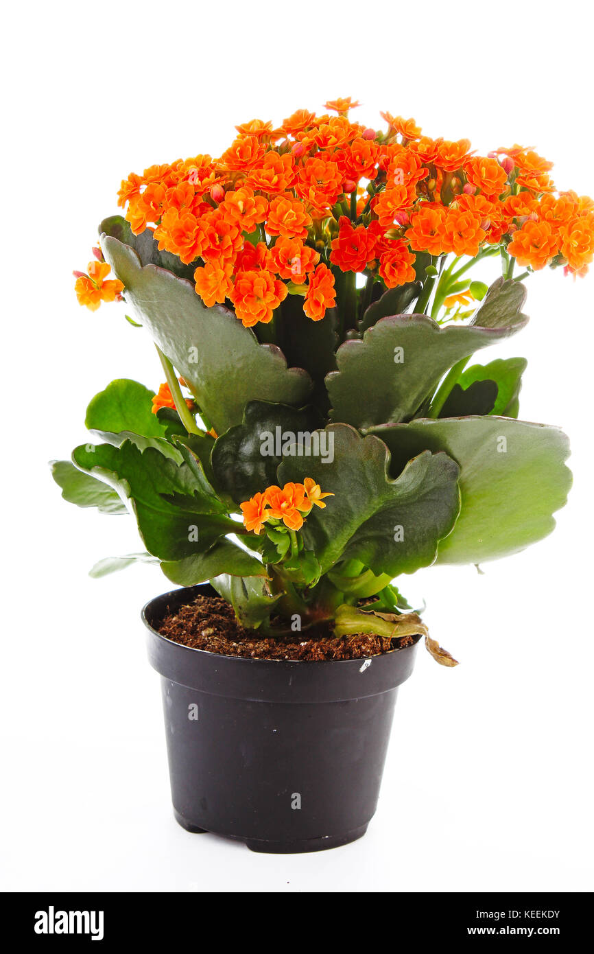 Little orange flowers of rubiaceae tree. Orange flower plant. Cluster ...