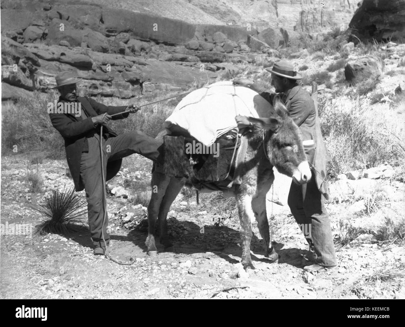 The last pull on the diamond hitch two men packing a burro, ca.1898 ...