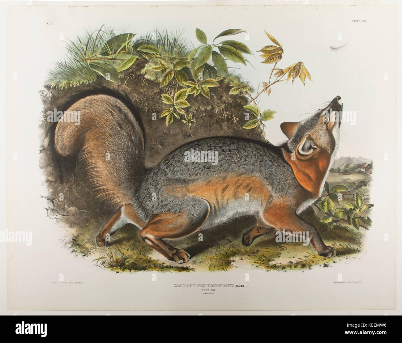 Canis (Vulpes) Virginianus, Gmel. Grey Fox. Plate XXI, No. 5 from ...