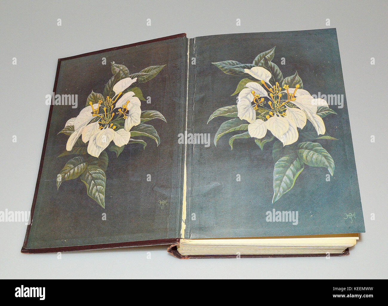 Harry Johnston High Resolution Stock Photography and Images - Alamy