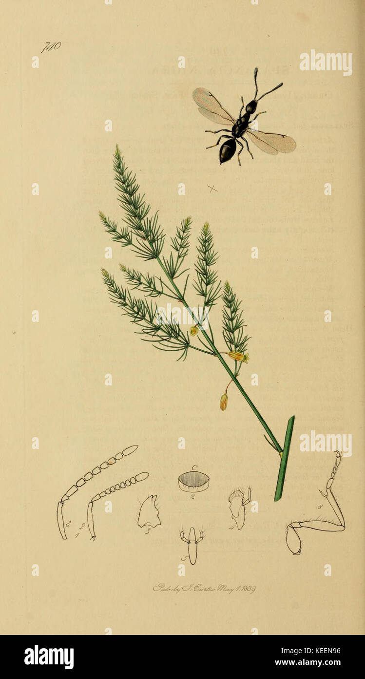 Entomology smithsonian hi-res stock photography and images - Alamy