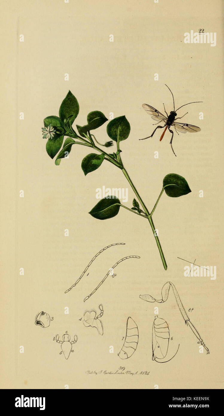 Entomology smithsonian hi-res stock photography and images - Alamy