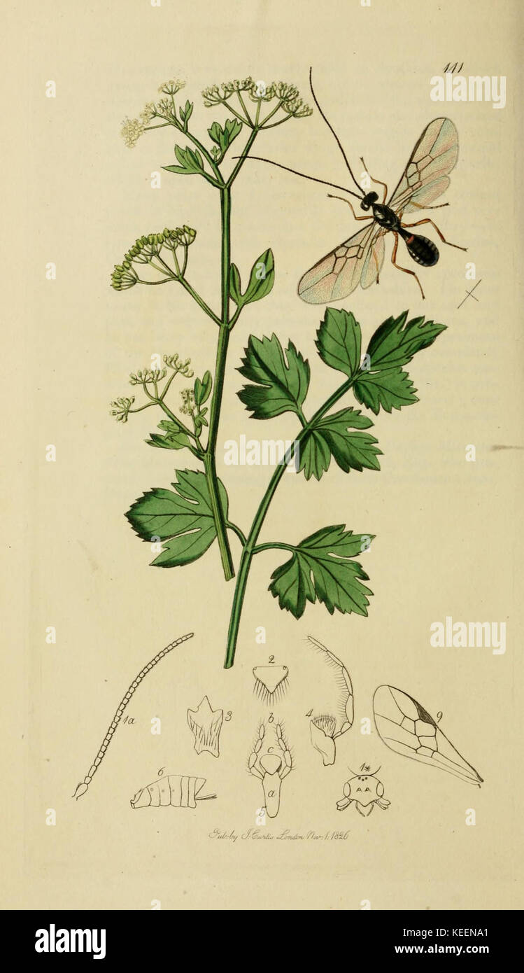 This image is from a plate in 'British Entomology,' a work documenting ...