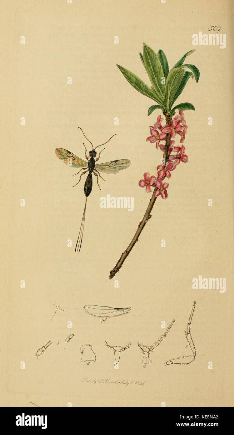 Entomology smithsonian hi-res stock photography and images - Alamy