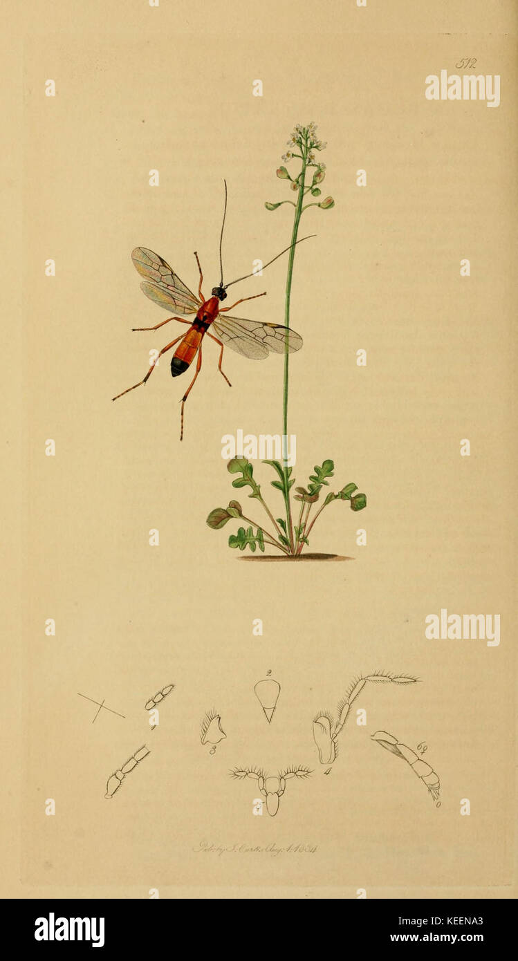 Entomology smithsonian hi-res stock photography and images - Alamy