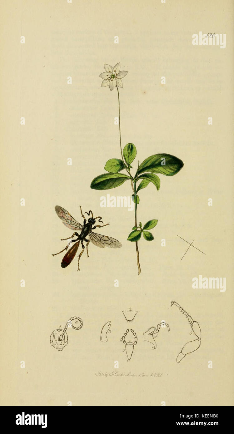 Plate 120 from *British Entomology*, showcasing various insect species ...