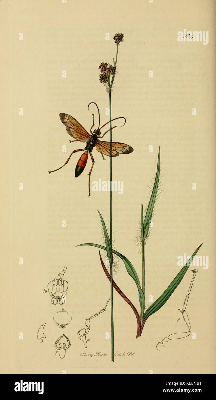 Entomology smithsonian hi-res stock photography and images - Alamy