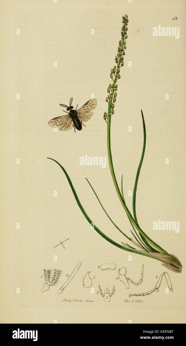 Entomology smithsonian hi-res stock photography and images - Alamy