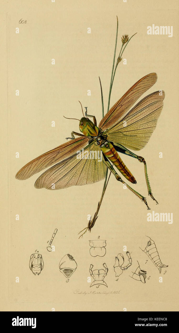 Entomology smithsonian hi-res stock photography and images - Alamy