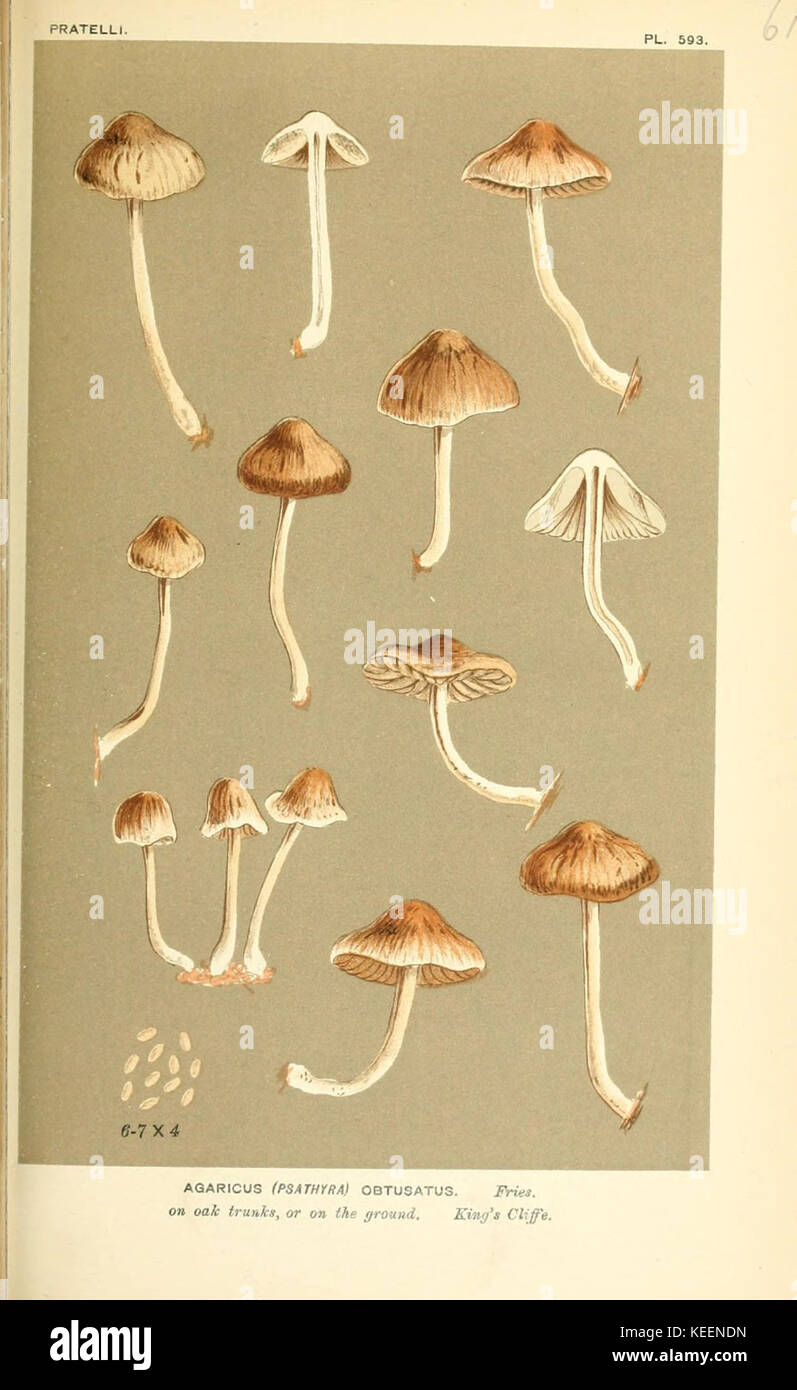 Illustrations of British Fungi (Hymenomycetes), to serve as an atlas to ...