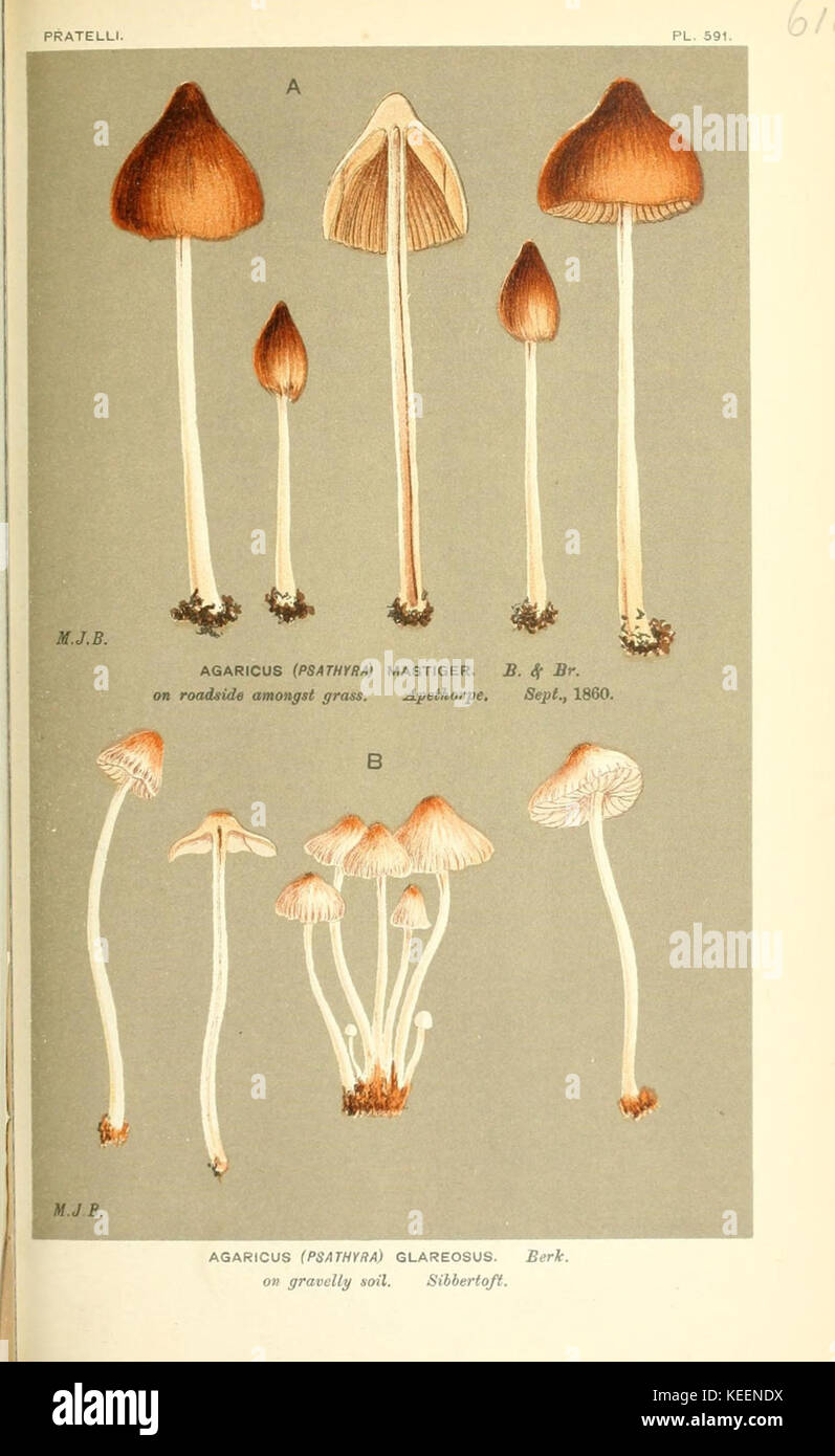 This illustration, part of an atlas to the 'Handbook of British Fungi ...
