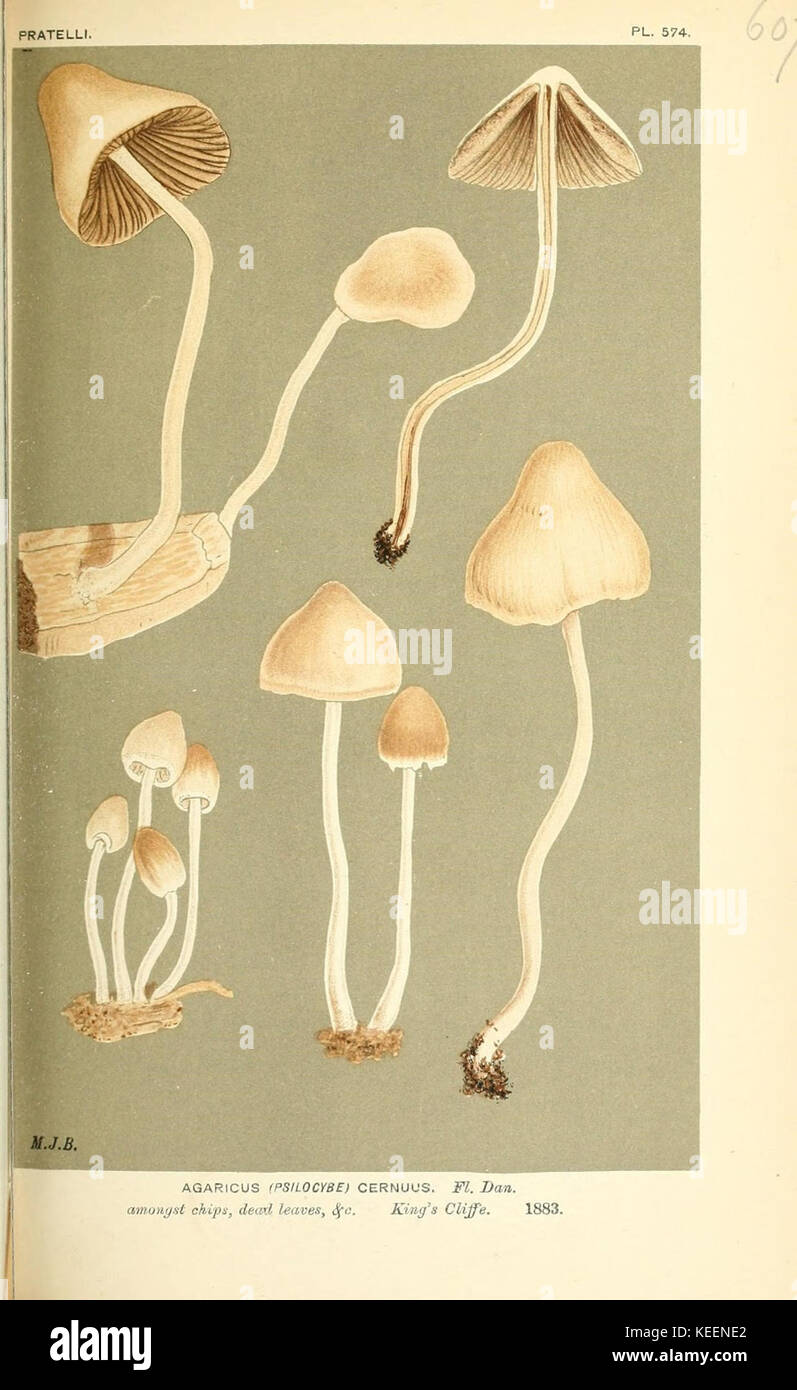 Illustrations of British Fungi (Hymenomycetes), to serve as an atlas to ...