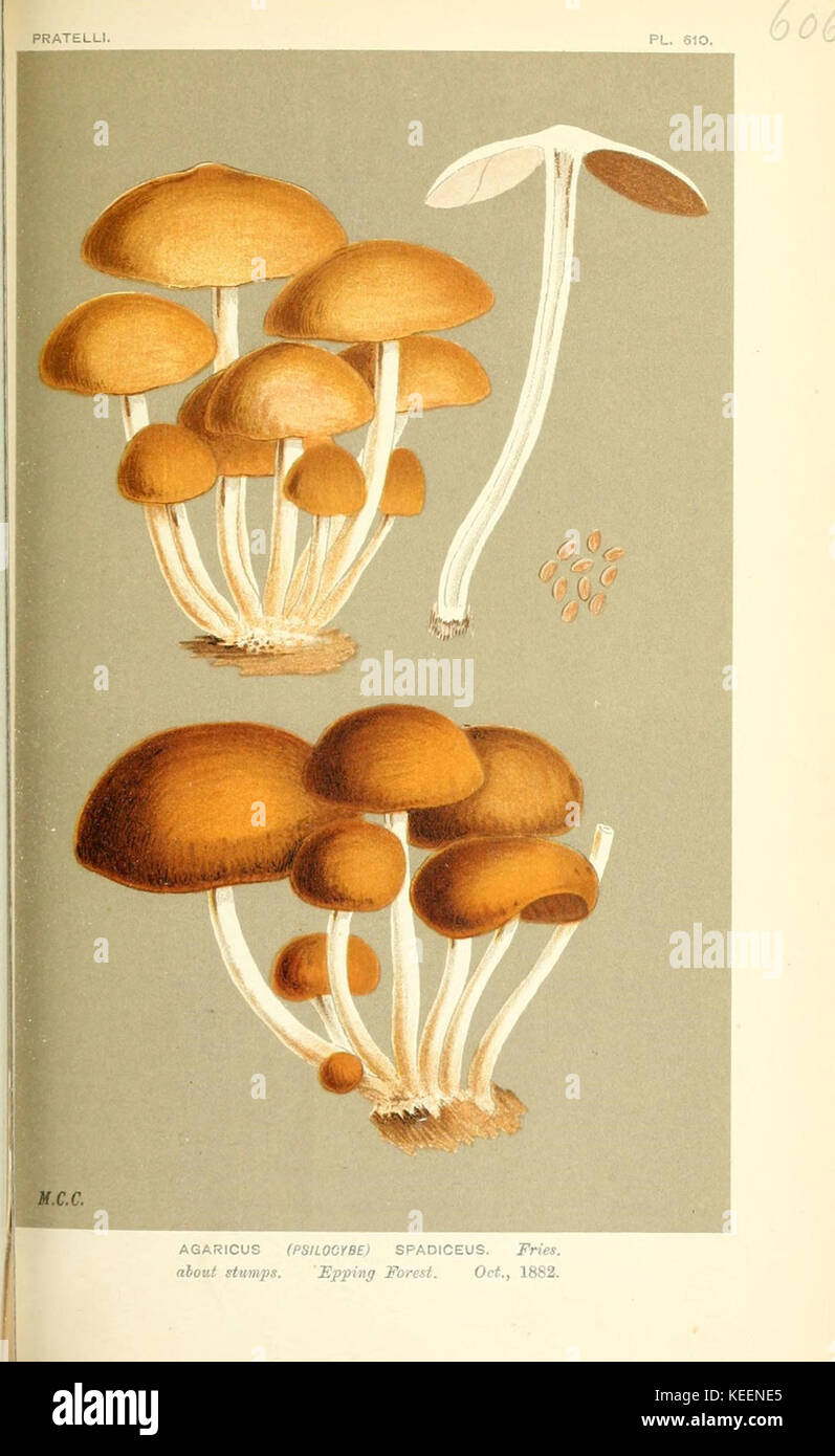 This book contains detailed illustrations of British fungi species from ...