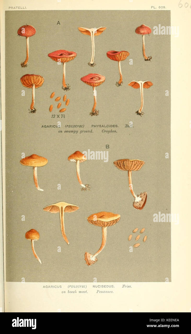 A scientific illustration of British fungi, specifically hymenomycetes ...