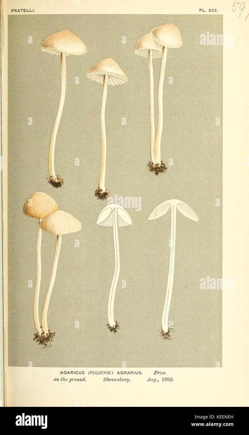 Illustrations of British Fungi (Hymenomycetes), to serve as an atlas to ...