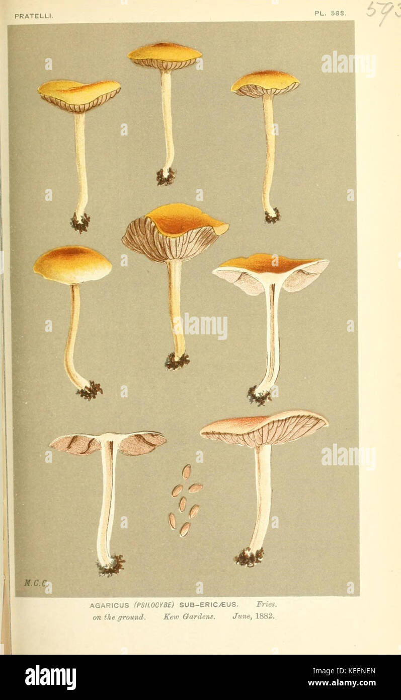 Illustrations of British Fungi (Hymenomycetes), to serve as an atlas to ...