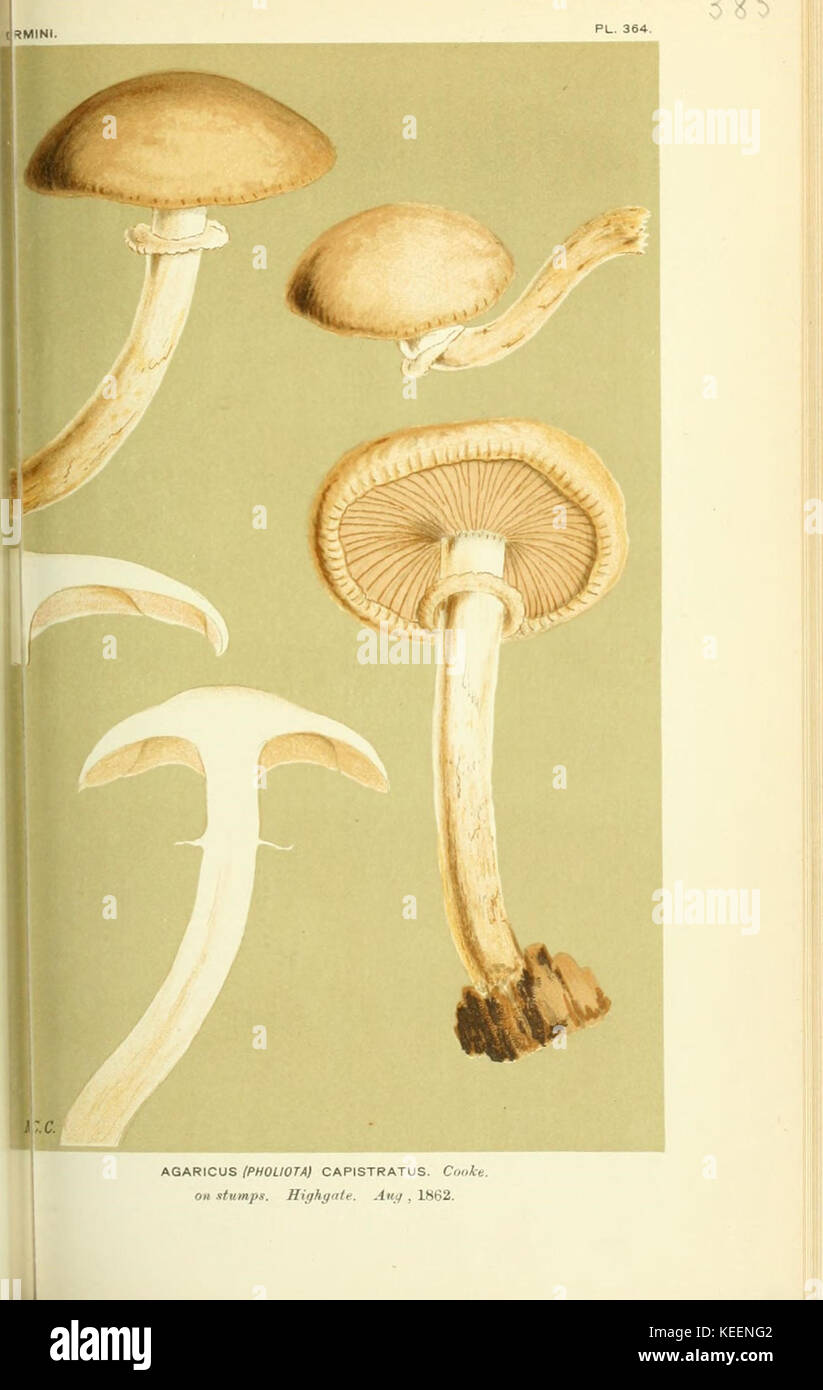 Illustrations of British Fungi (Hymenomycetes), to serve as an atlas to ...