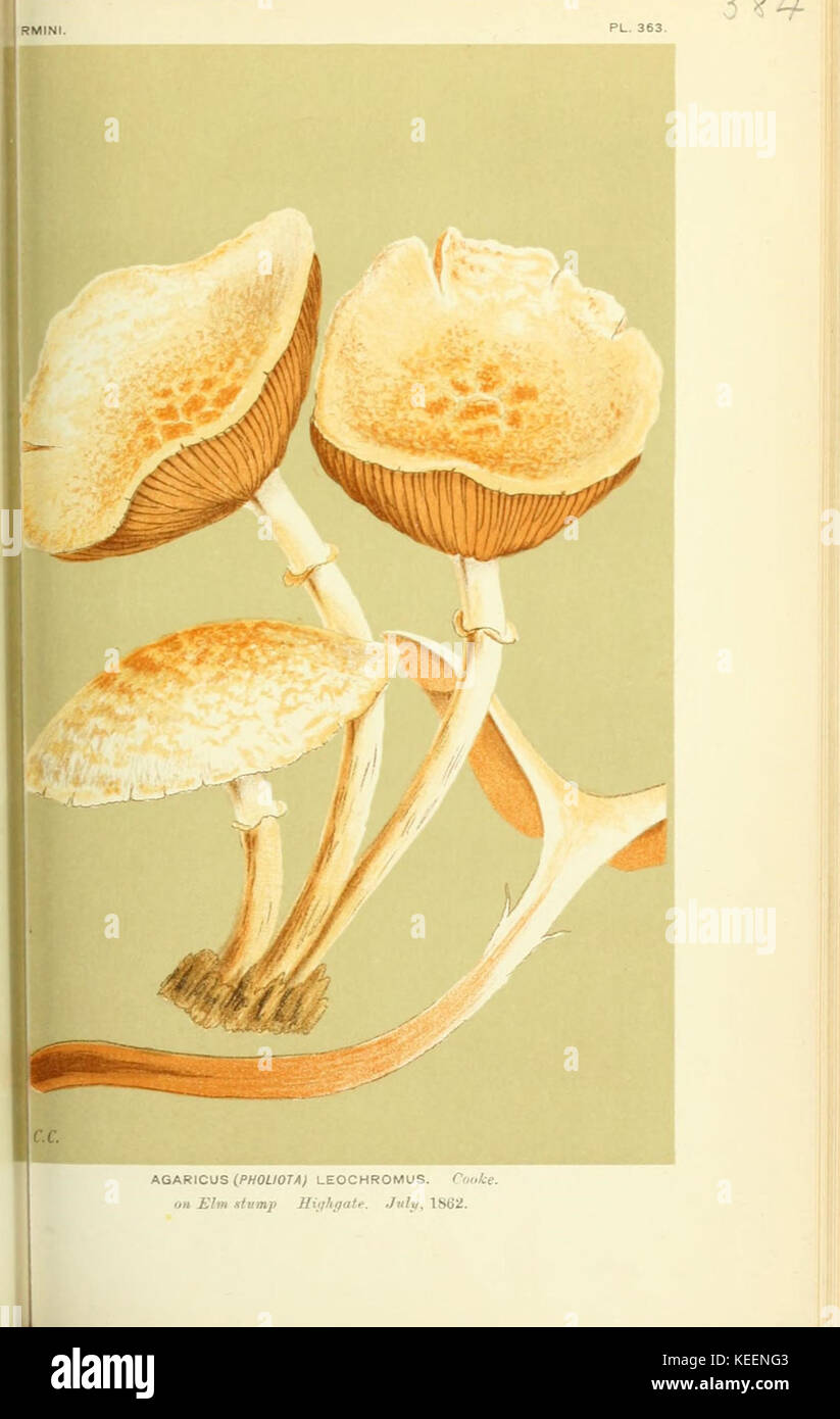 Illustrations of British Fungi (Hymenomycetes), to serve as an atlas to ...