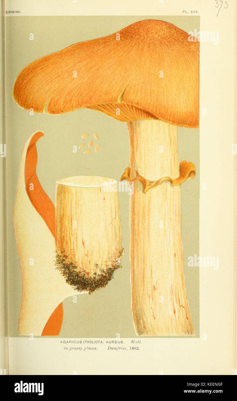 Illustrations of British Fungi (Hymenomycetes), to serve as an atlas to ...