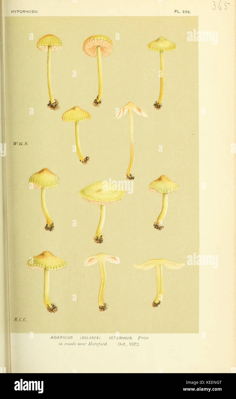 Illustrations of British Fungi (Hymenomycetes), to serve as an atlas to ...