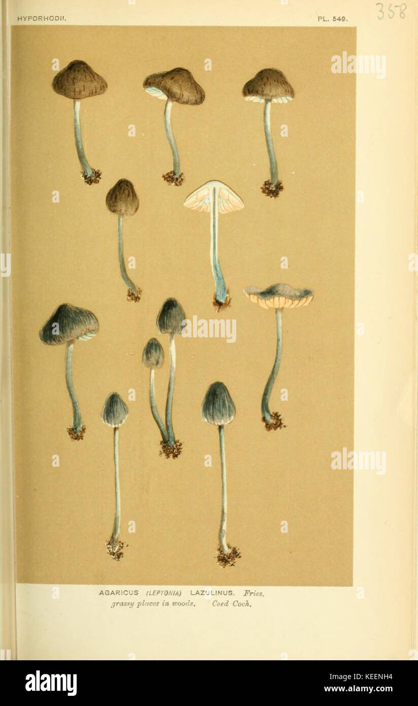Illustrations of British Fungi (Hymenomycetes), to serve as an atlas to ...