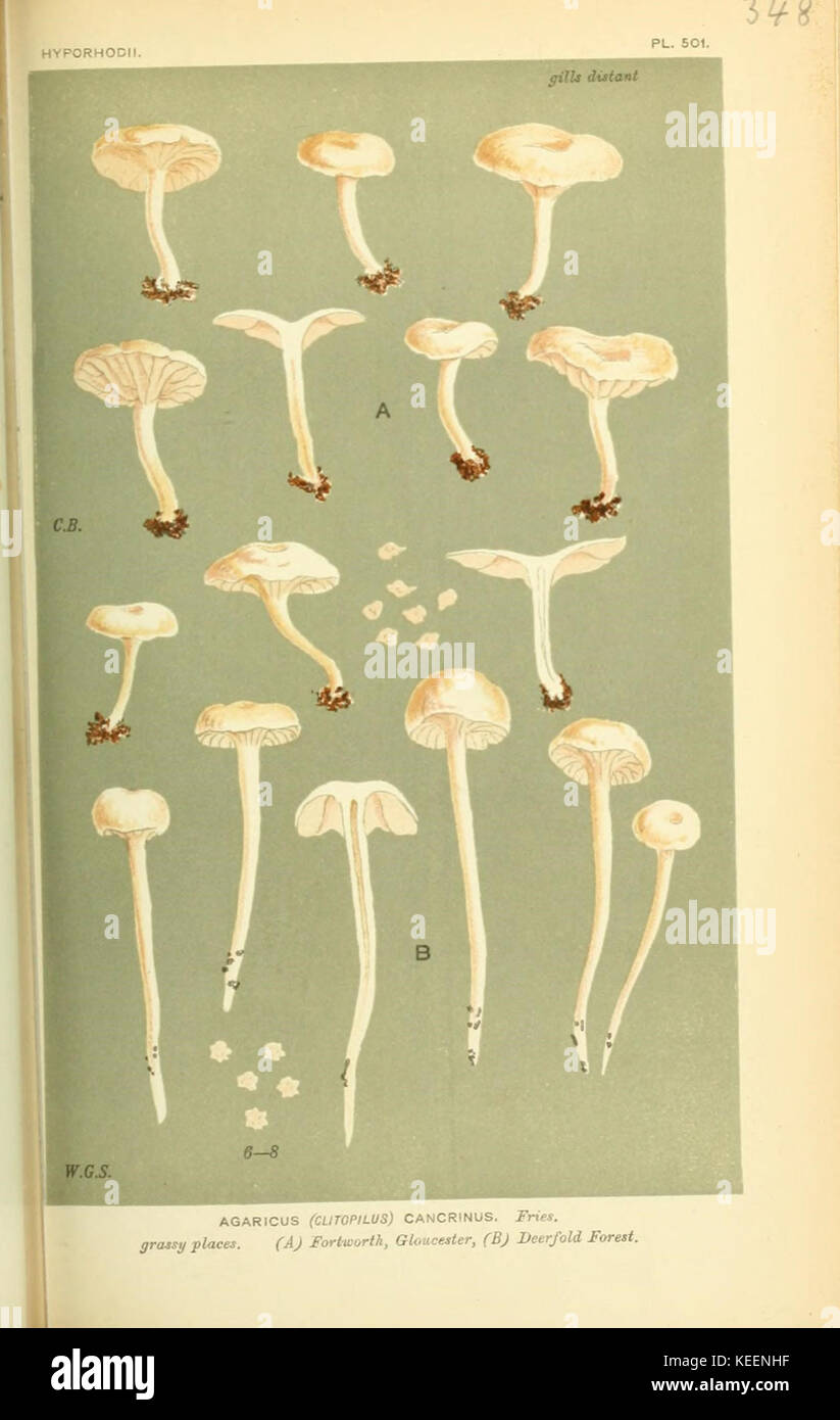Illustrations of British Fungi (Hymenomycetes), to serve as an atlas to ...