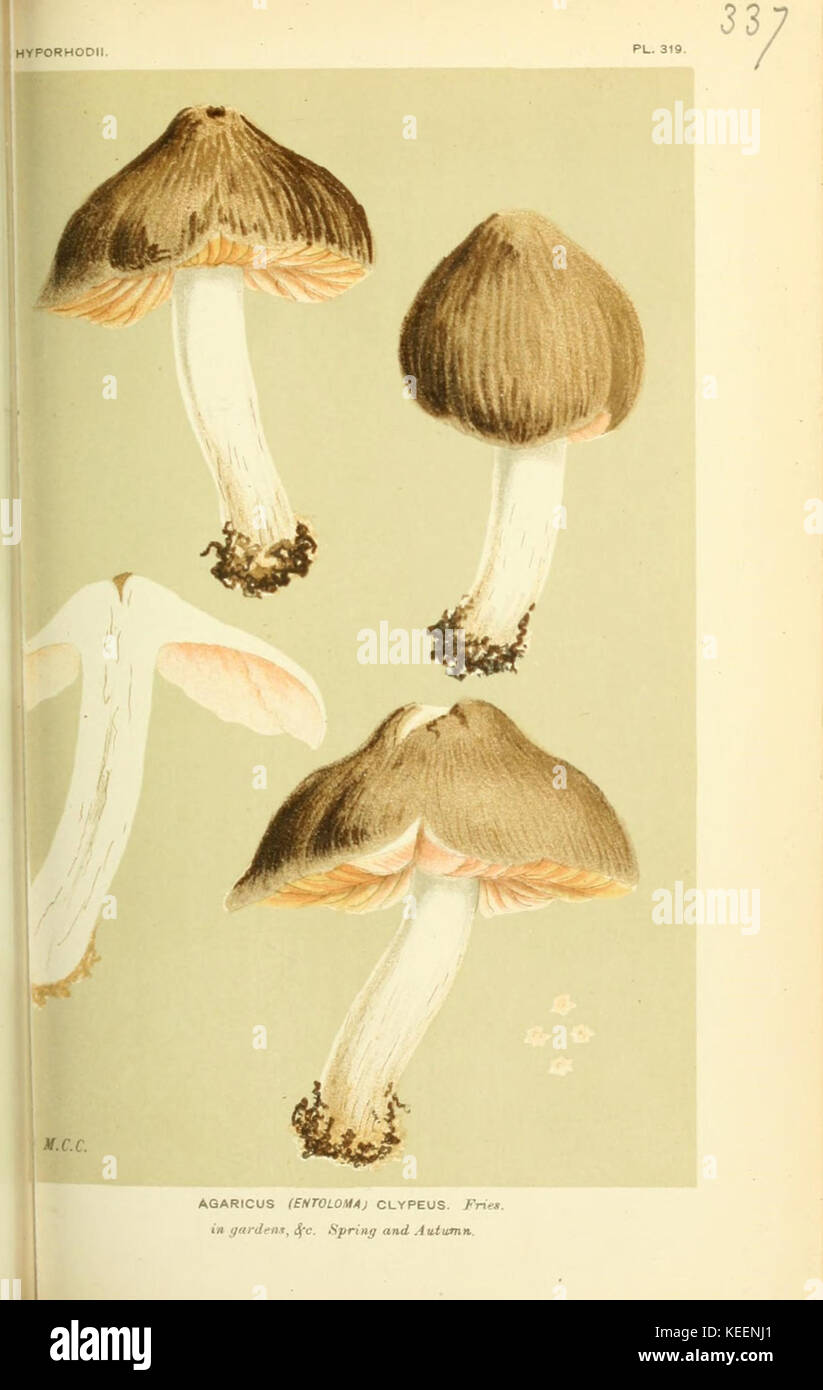 Illustrations of British Fungi (Hymenomycetes), to serve as an atlas to ...