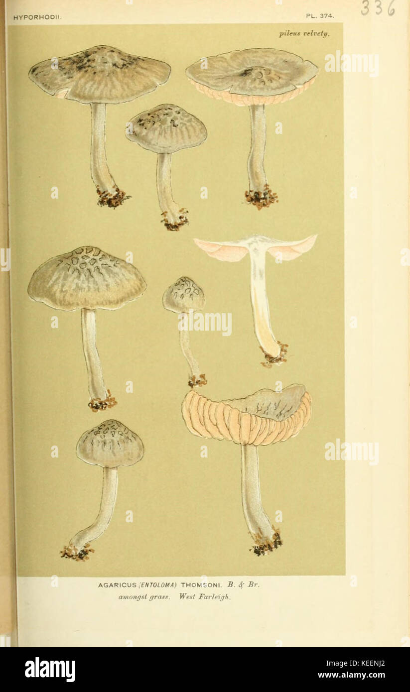 Illustrations of British Fungi (Hymenomycetes), to serve as an atlas to ...