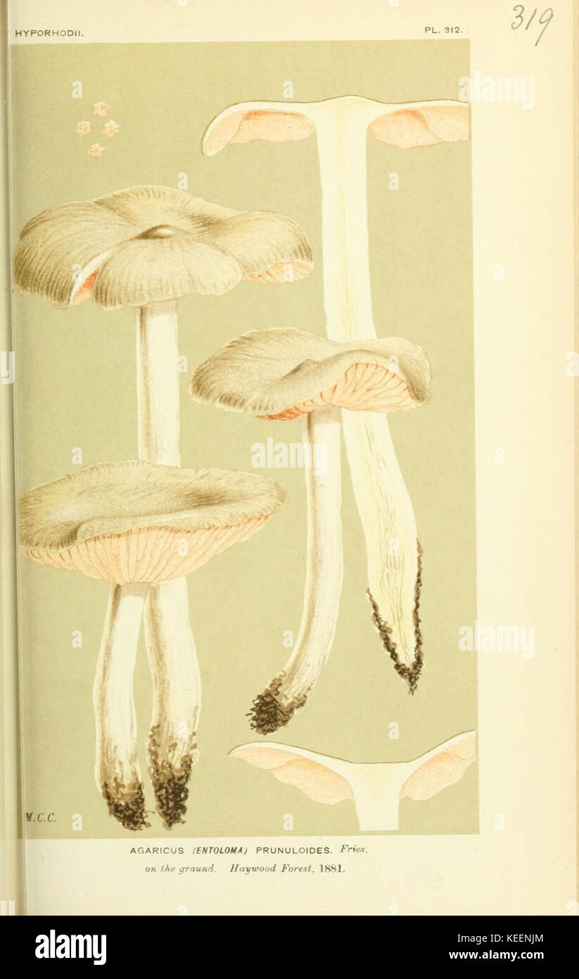 Illustrations of British Fungi (Hymenomycetes), to serve as an atlas to ...