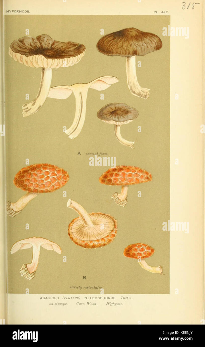 Illustrations of British Fungi (Hymenomycetes) is a botanical book ...